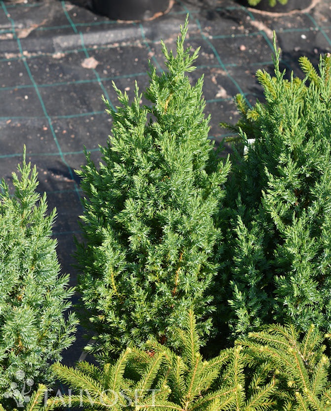 Kiinankataja Stricta 30-40 cm at 2 L Juniperus chinensis 'Stricta' - M. Landen Oy verkkokauppa