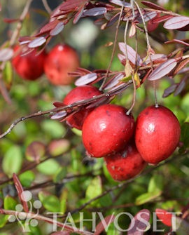 Vihannestaimet | Yrttitaimet | Landen.fi