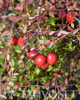 Vihannestaimet | Yrttitaimet | Landen.fi