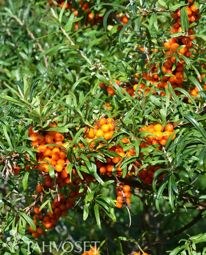 Tyrni Julia emi at 3 L Hippophae rhamnoides 'Julia' - M. Landen Oy ...