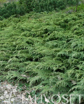 Tuivio 20cm at 2 L Microbiota decussata - M. Landen Oy verkkokauppa