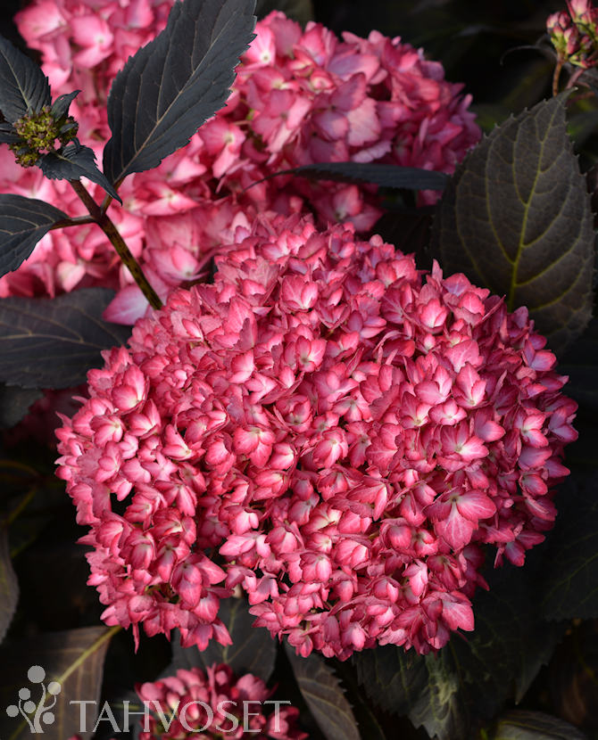 Jalohortensia Eclipse® at 3 L Hydrangea macrophylla 'Bailmacseven' - M ...