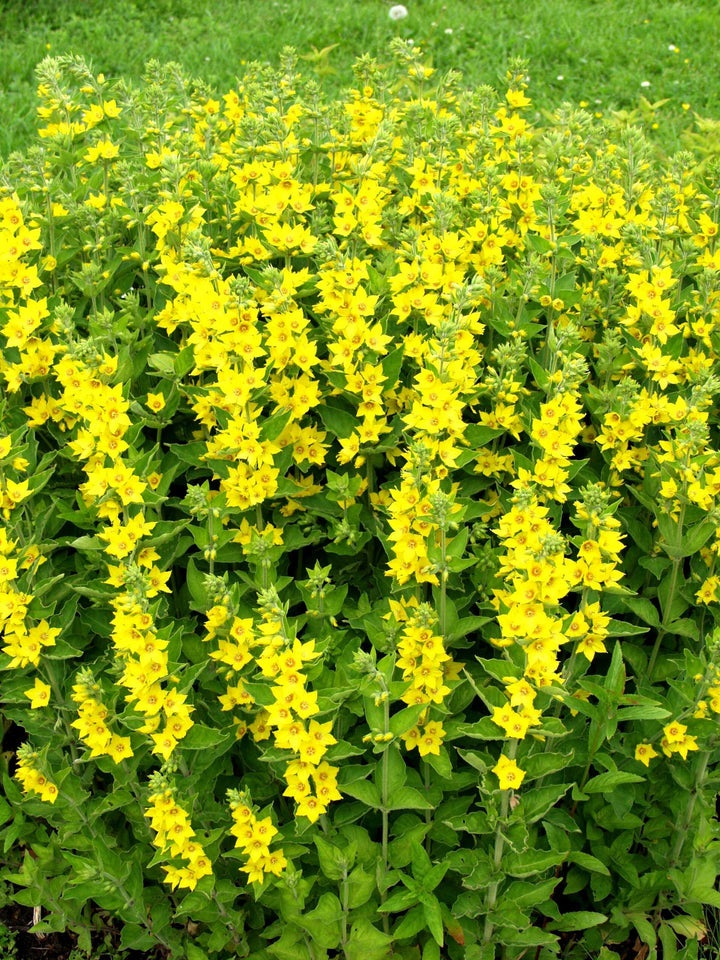 Tarha-alpi at 9cm Lysimachia punctata - M. Landen Oy verkkokauppa