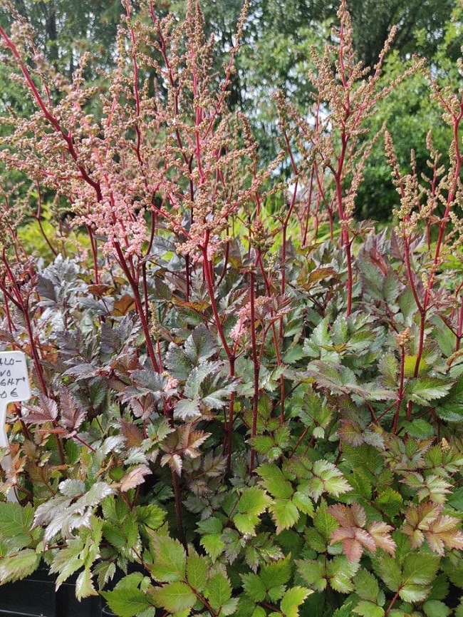 Tarhajaloangervo Spotlight at 9cm Astilbe chinensis Spotlight - M ...